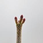 March | 2010 | Bay Island Bonsai