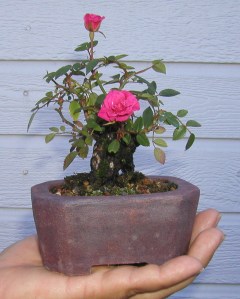 Rose as a Bonsai | Bay Island Bonsai